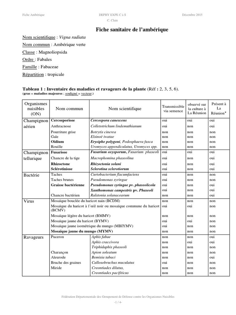 Fiche Ambérique | PDF | Phaseolus Vulgaris | Branches de la Botanique