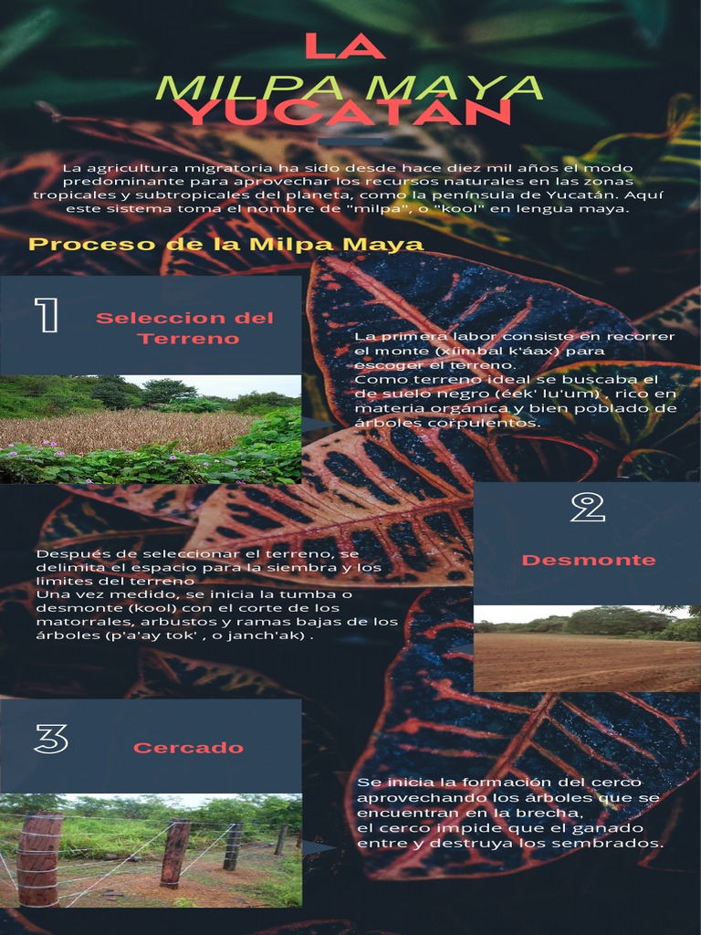 La Milpa Maya | PDF | Agricultura