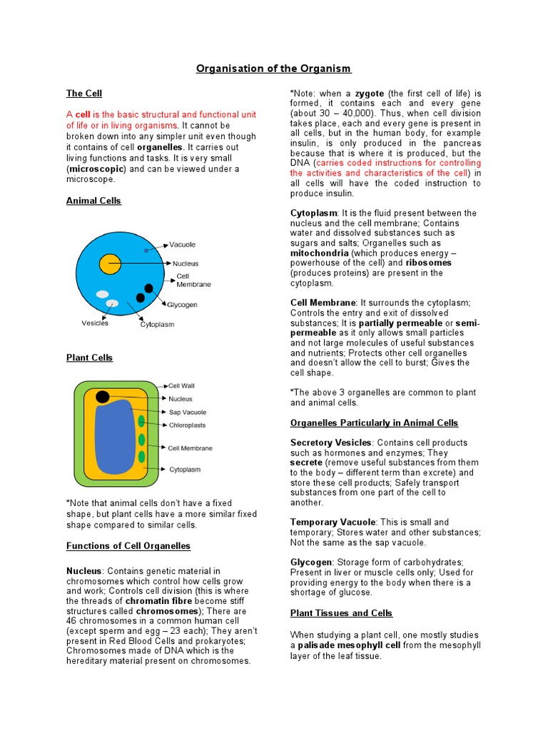 2 - Organisation of The Organism | PDF | Cell (Biology) | Tissue (Biology)