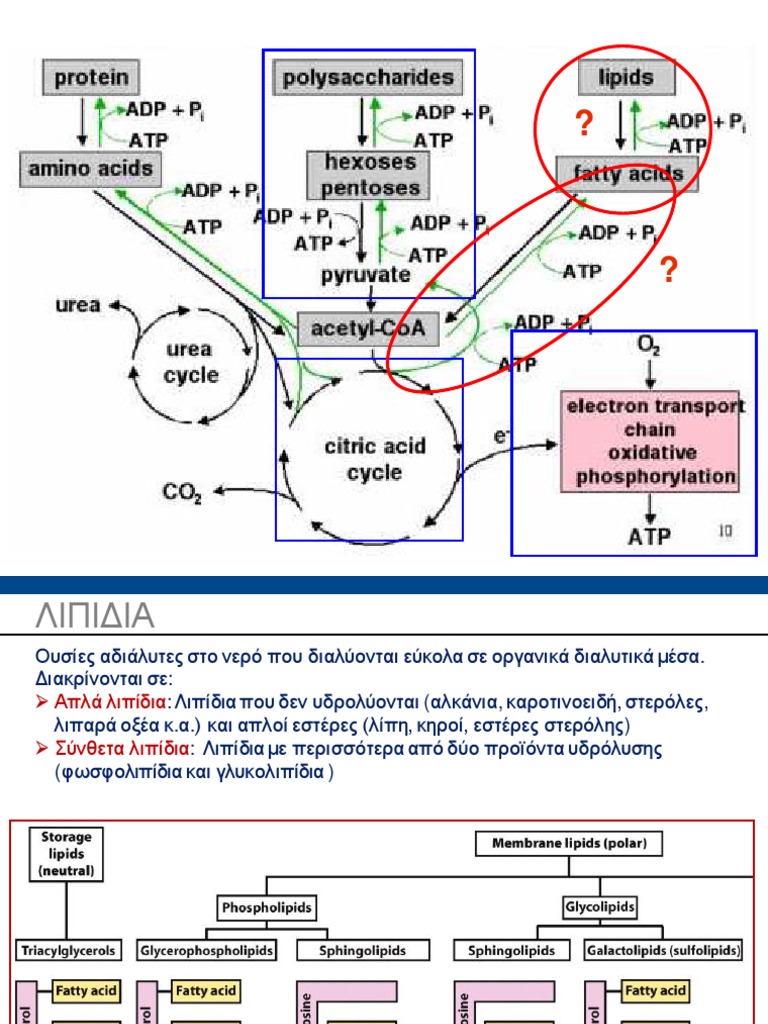 ΜΕΤΑΒΟΛΙΣΜΟΣ ΛΙΠΩΝ | PDF