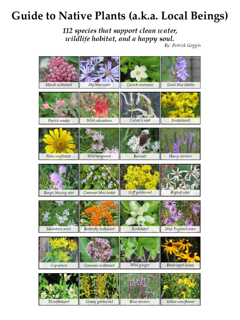 Native Plant Guide | PDF | Trees | Organisms