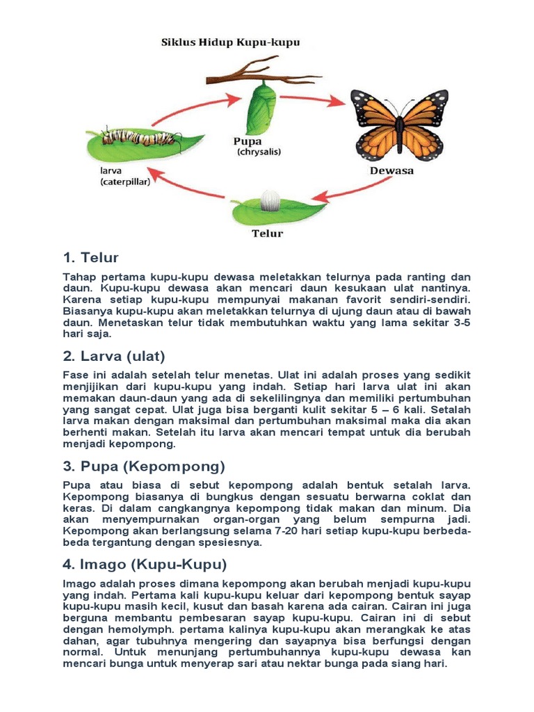 Siklus Hidup Kupu2 | PDF