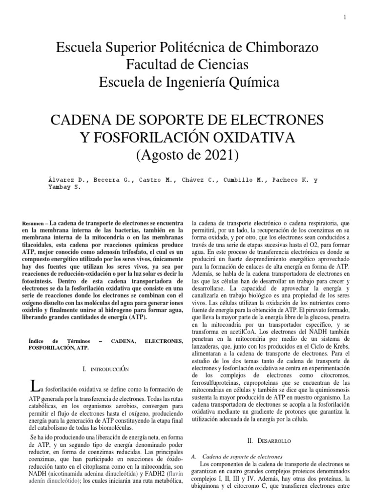 INFO_Cadena_de_transporte_de_electrones_y_fosforilación | PDF | Cadena de transporte de ...