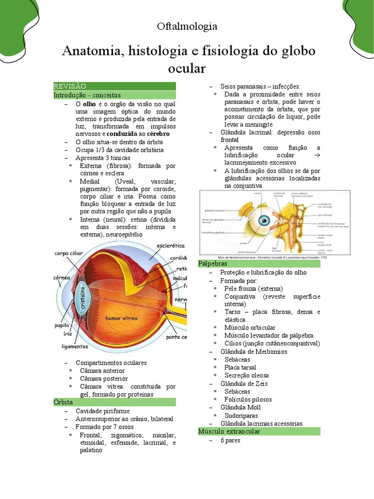 Anatomia, Histologia e Fisiologia Do Globo Ocular | PDF | Olho humano ...