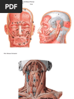 Músculos Do Crânio | PDF | Morfologia (Biologia) | Rosto