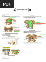 Músculos de La Nuca | PDF | Sistema musculoesquelético | Anatomía humana