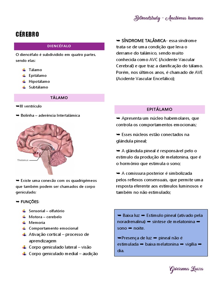 Anatomia e funções do diencéfalo e seus principais componentes: tálamo ...