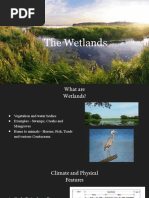 Wetland Conservation Worksheet | PDF | Wetland | Marsh