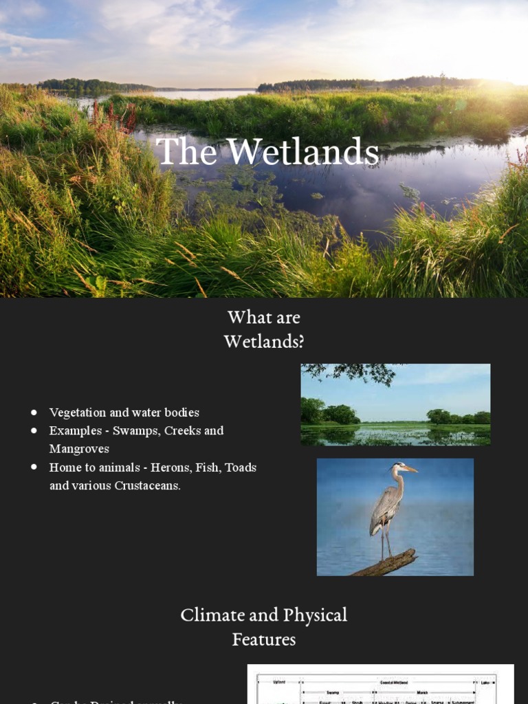 Biology Wetlands | Download Free PDF | Wetland | Habitat Destruction