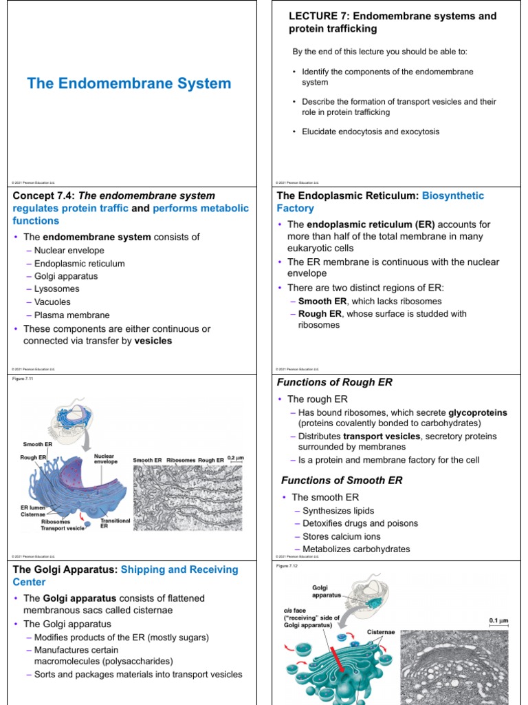 Lecture 9 & 10 - Endomembrane System I & II | PDF | Endoplasmic Reticulum | Vesicle (Biology And ...