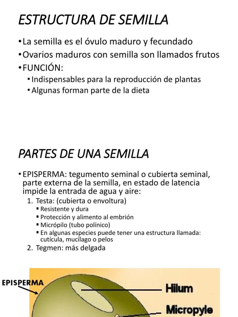 Estructura de Semilla | PDF