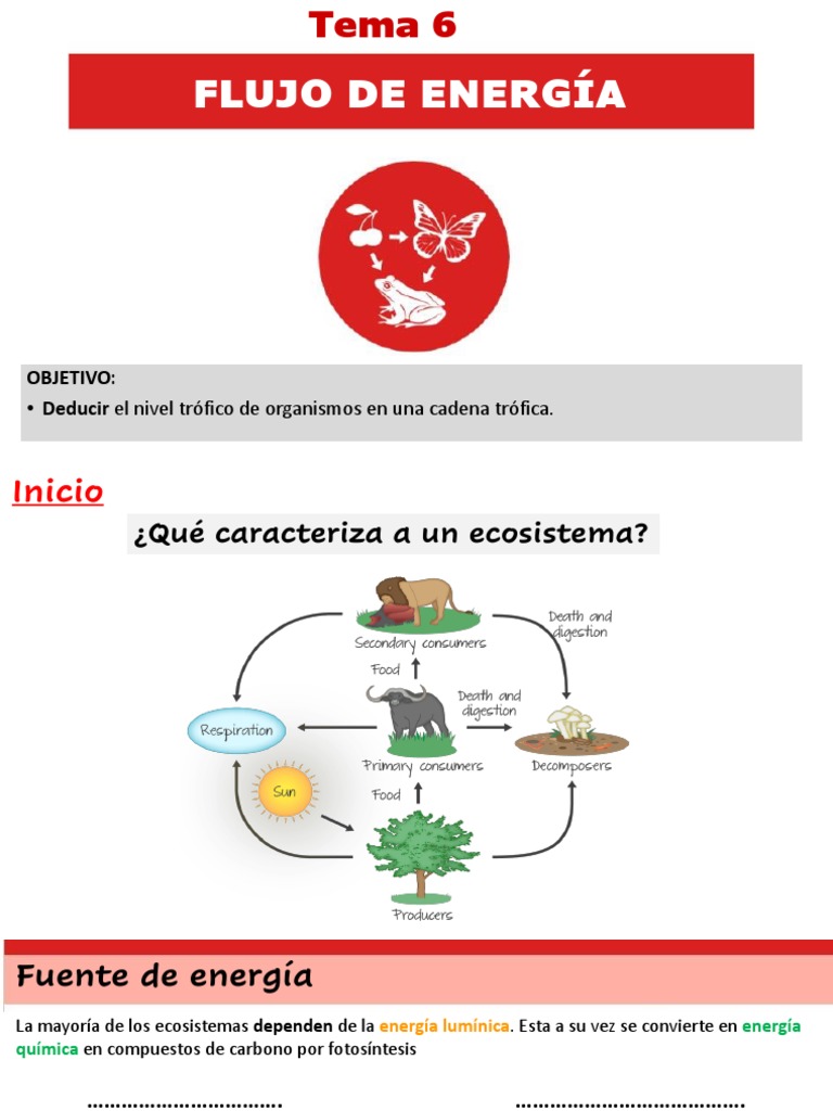 Flujo de Energía | PDF | Red alimentaria | Naturaleza