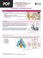 Células Ciliadas: Función y Pérdida Auditiva | PDF | Escuchando ...