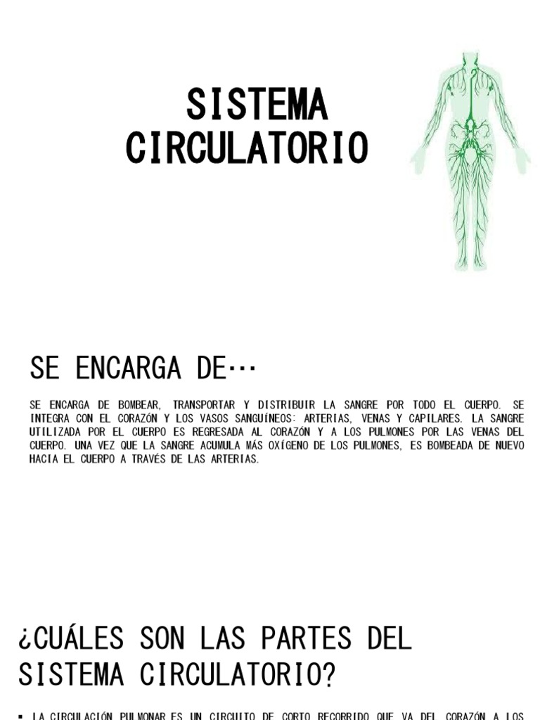 Sistema Circulatorio Pdf Sistema Circulatorio Corazón