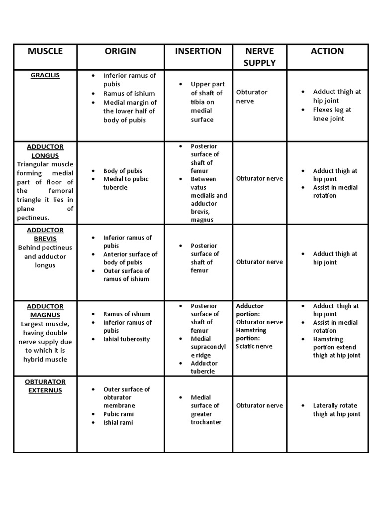 Medial Compartment of Muscle | PDF | Hip | Lower Limb Anatomy