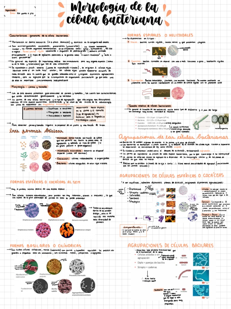 15 Morfología Y Agrupaciones Bacterianas | PDF | Las bacterias ...