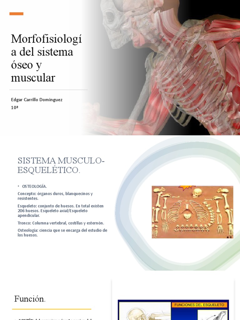 Morfología del Sistema Óseo y Muscular | PDF | Hueso | Anatomía
