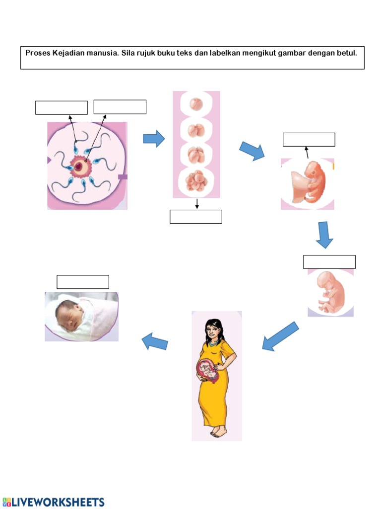 Proses Kejadian Manusia. Sila Rujuk Buku Teks Dan Labelkan Mengikut ...
