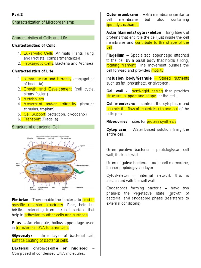 2 | PDF | Cell (Biology) | Bacteria