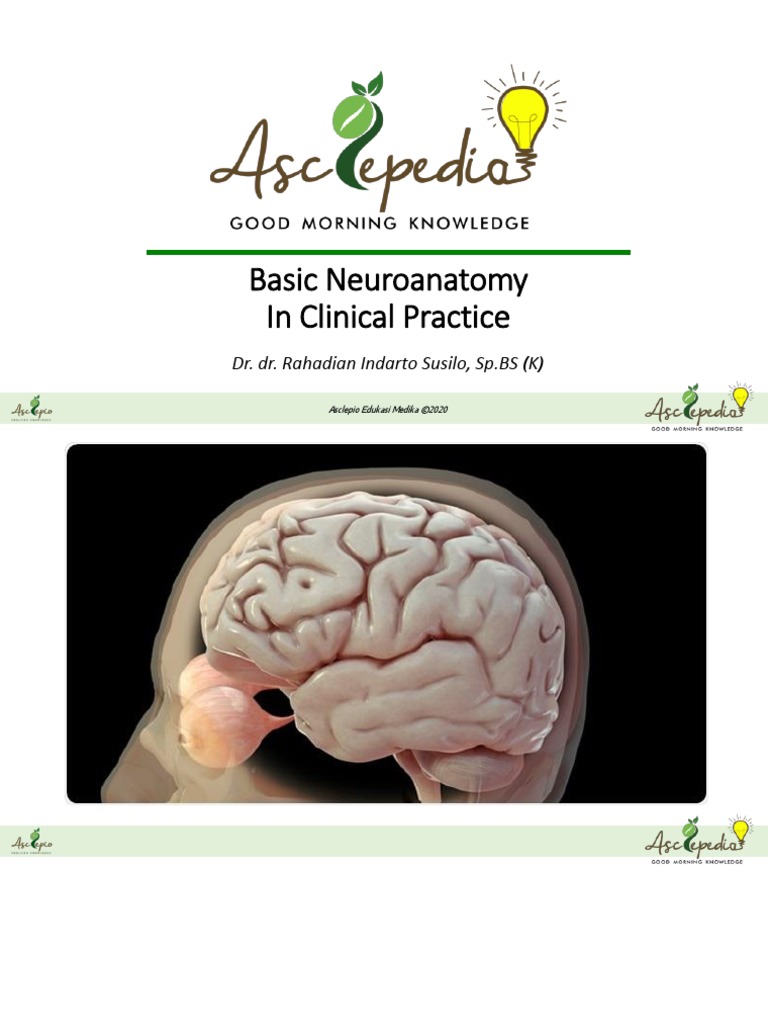 Basic Neuroanatomy in Clinical Practice - Dr. Rahadian Indarto SP - BS ...