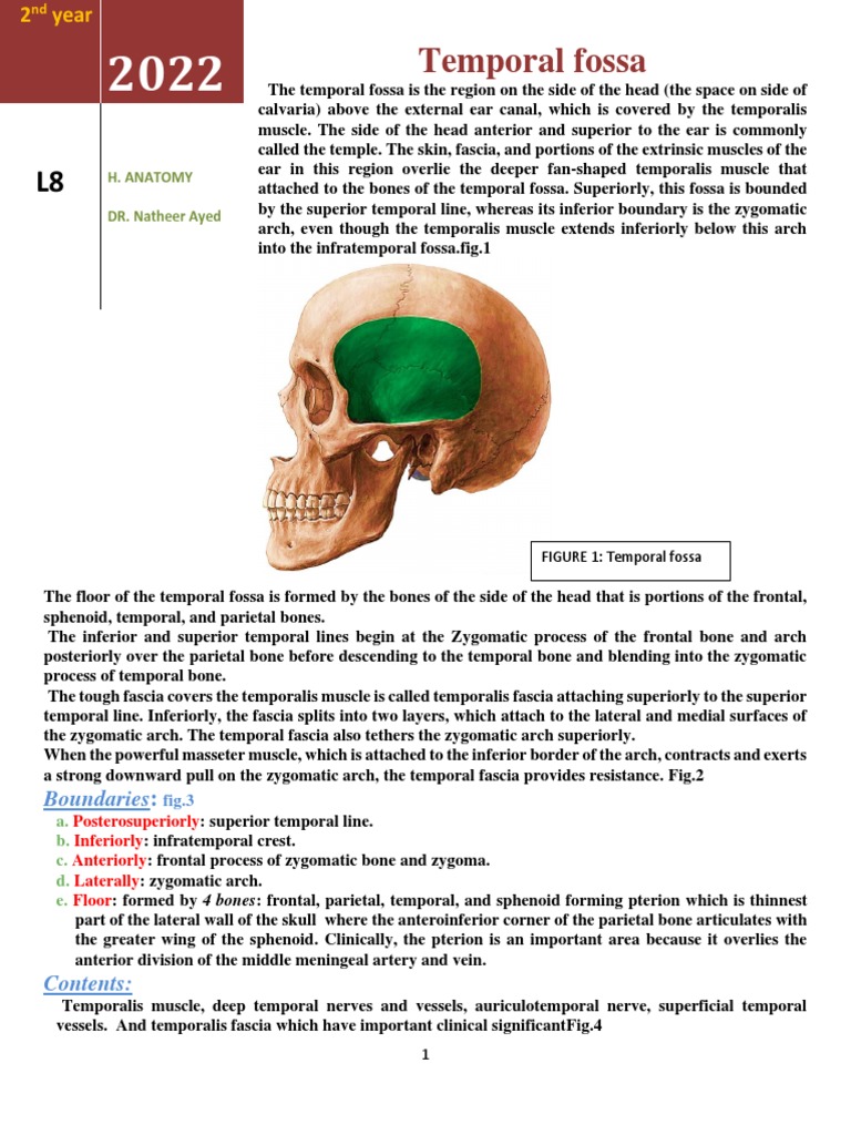 Lecture 8 Temporal and Infratemporal Fossa | PDF | Musculoskeletal ...