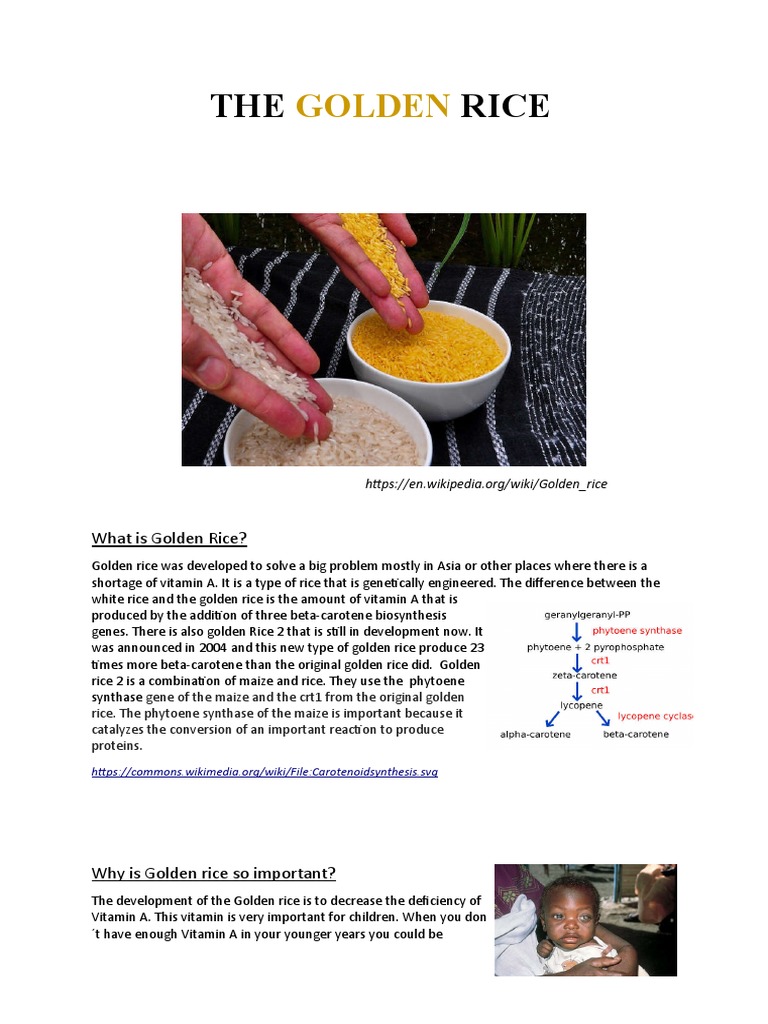 THE Rice: Golden | Download Free PDF | Genetically Modified Organism ...