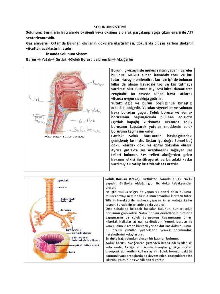 Soluk Borusu (Trake) : Gırtlaktan Sonraki 10-12 Cm'lik | PDF