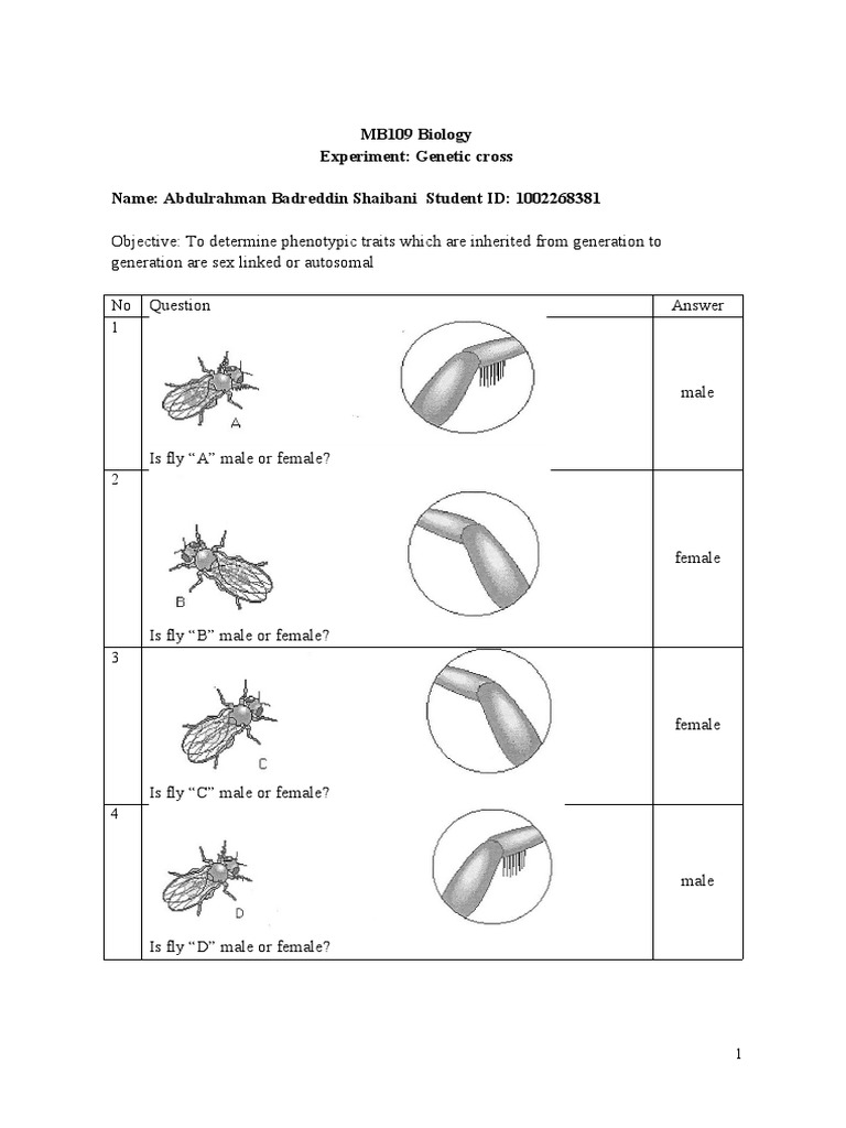 Exp 6 Genetic Cross Worksheet | PDF | Dominance (Genetics) | Biological ...