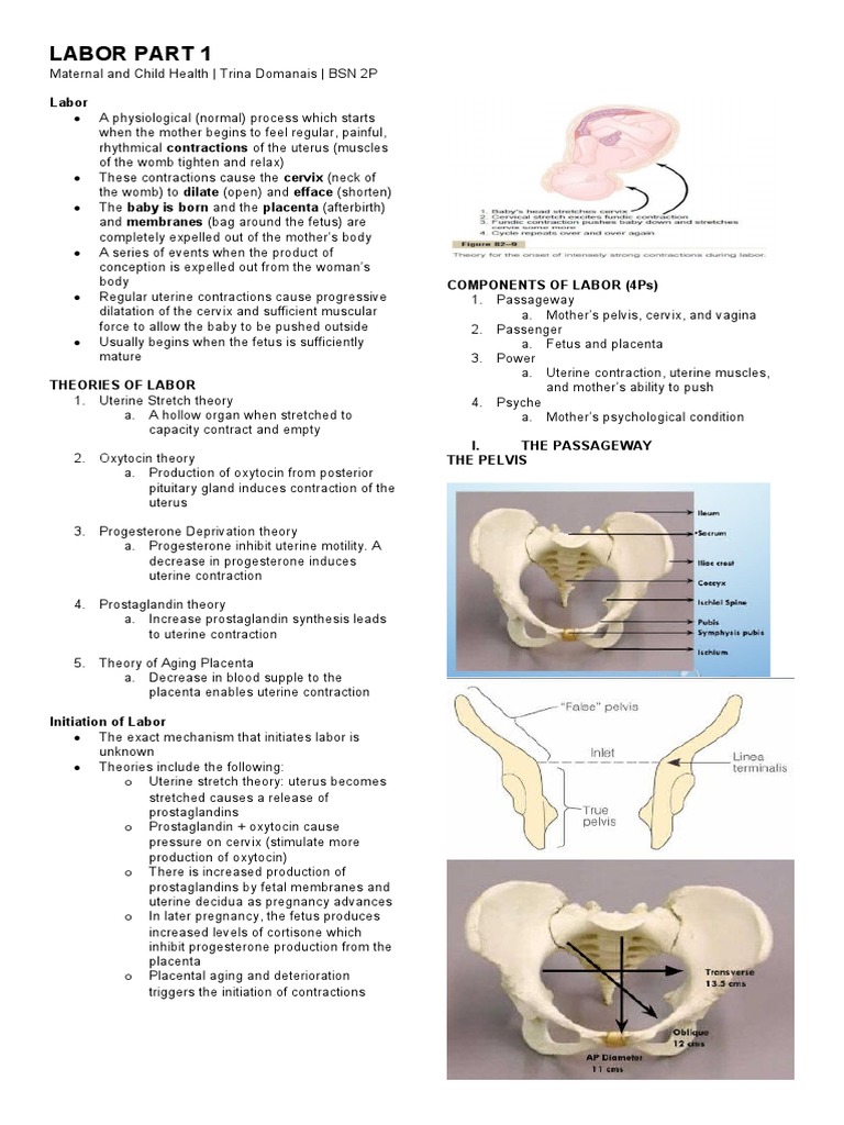 Labor Part 1 | PDF | Uterus | Childbirth
