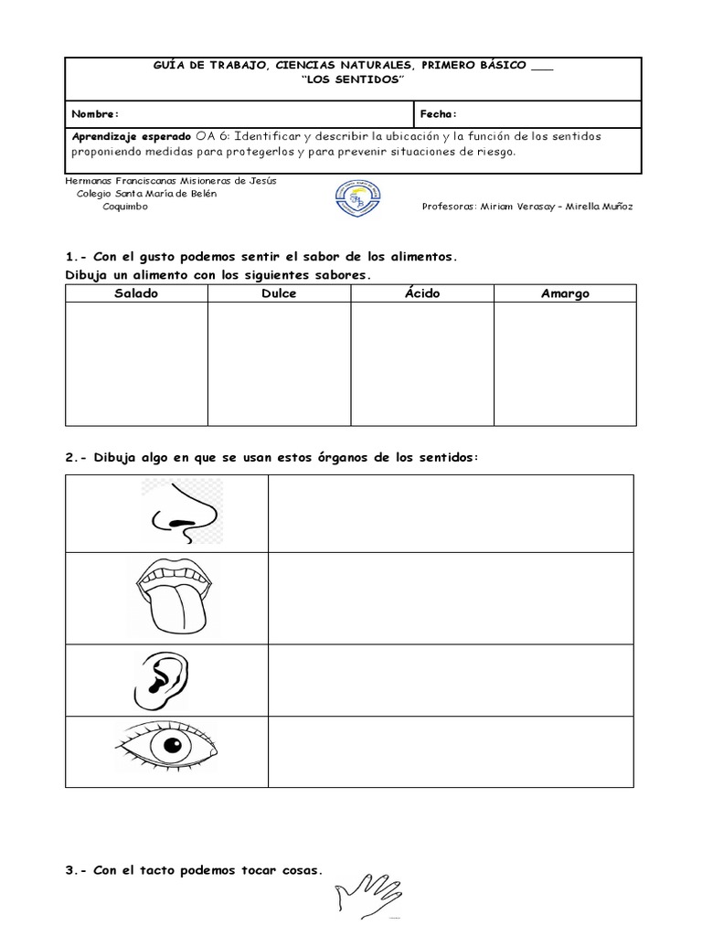 Guía Sobre Los Organos de Los Sentidos | PDF