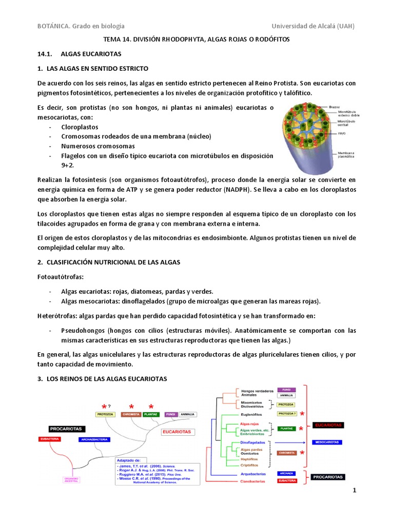 Tema-14 Botánica | PDF | Algas | Cloroplasto