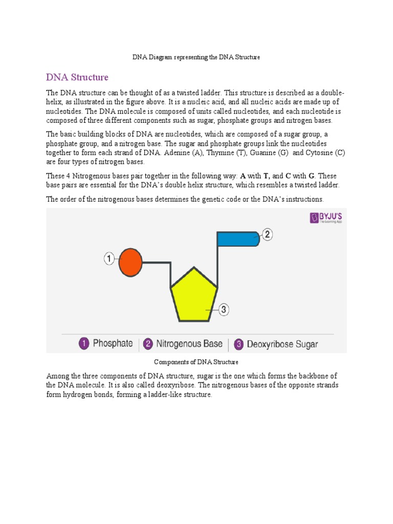 DNA Diagram Representing The DNA Structure | PDF | Dna | Nucleotides
