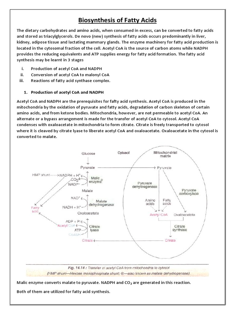 Fatty Acid Biosynthesis Process | PDF | Biosynthesis | Natural Products