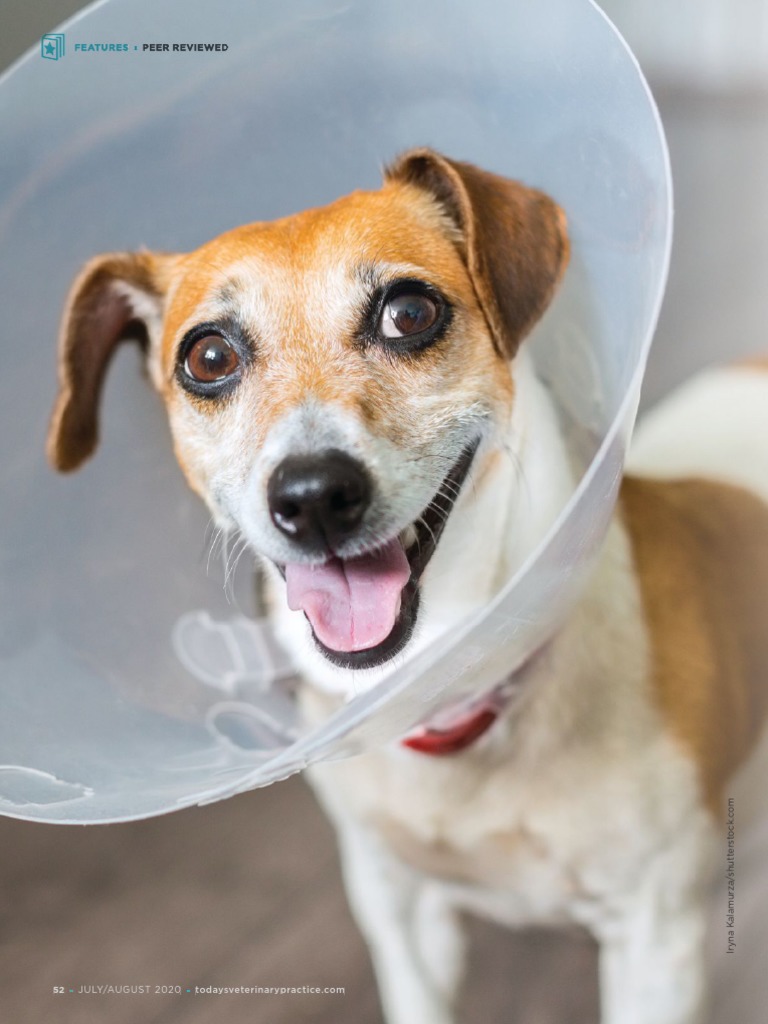 Efficient Ovariohysterectomy Techniques | PDF | Neutering | Surgery