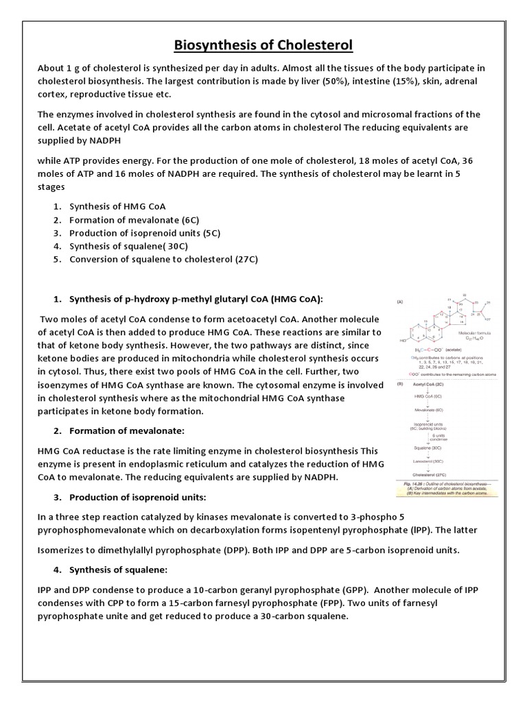 Biosynthesis of Cholesterol | PDF | Biosynthesis | Cholesterol