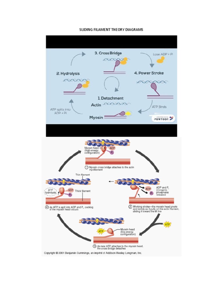 Sliding Filament Theory Diagrams | PDF