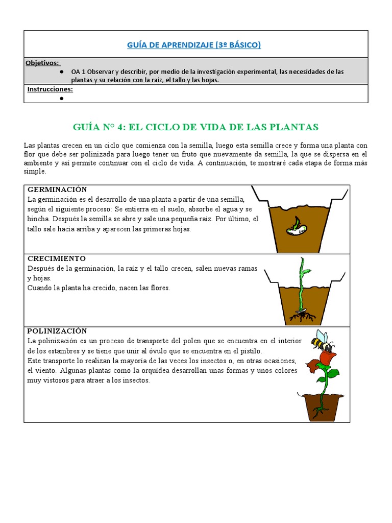 Ciclo De Vida De Las Plantas Con Flores Ciclo De Vida De Las