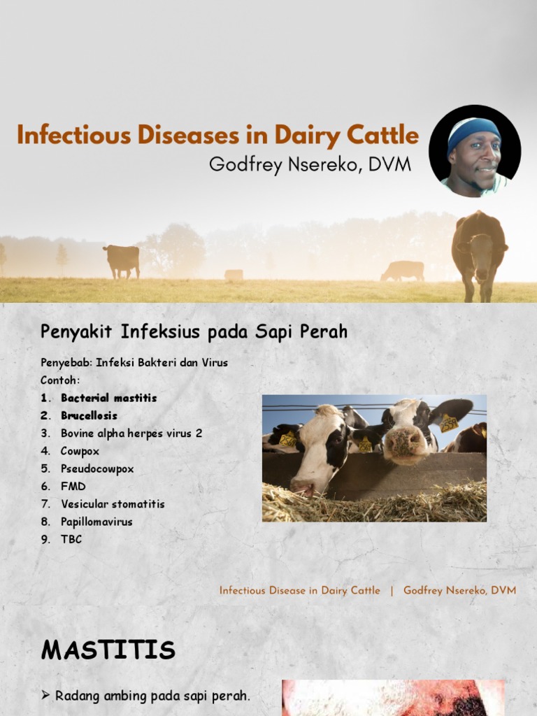 Penanganan Mastitis pada Sapi Perah | PDF