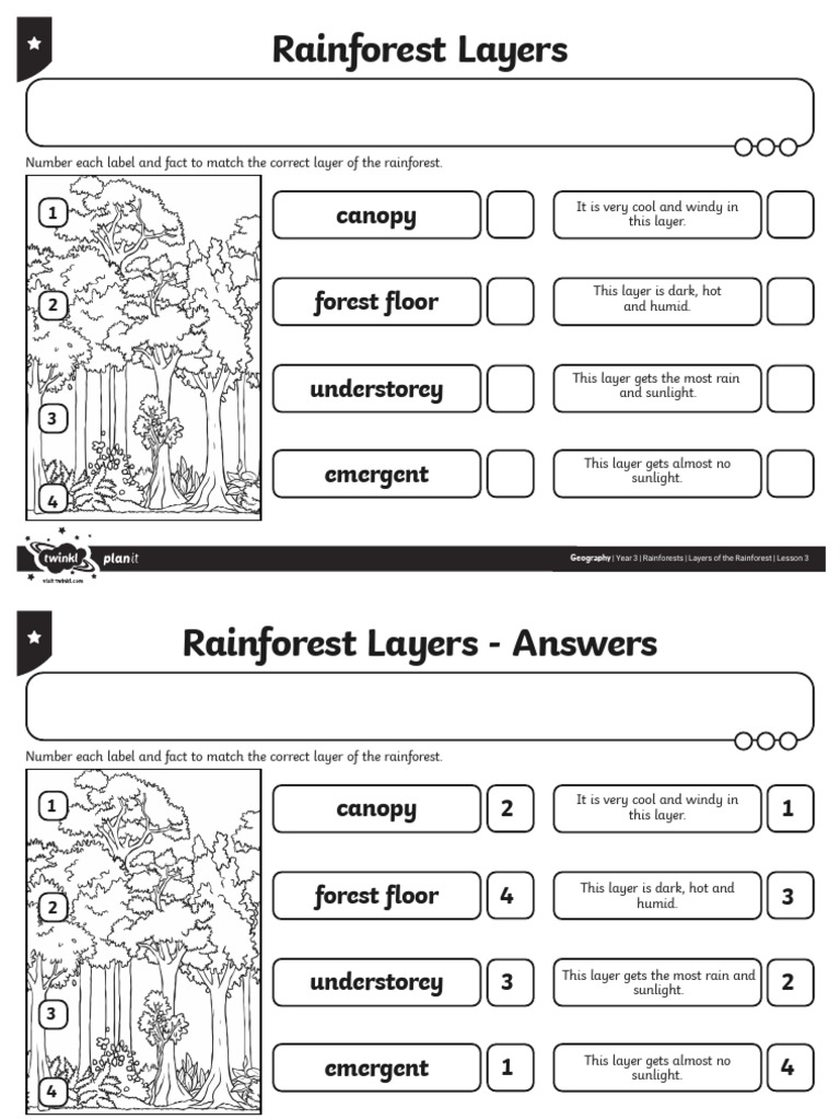 T G 1650875435 Differentiated Rainforest Layers Activity Sheet - Ver ...