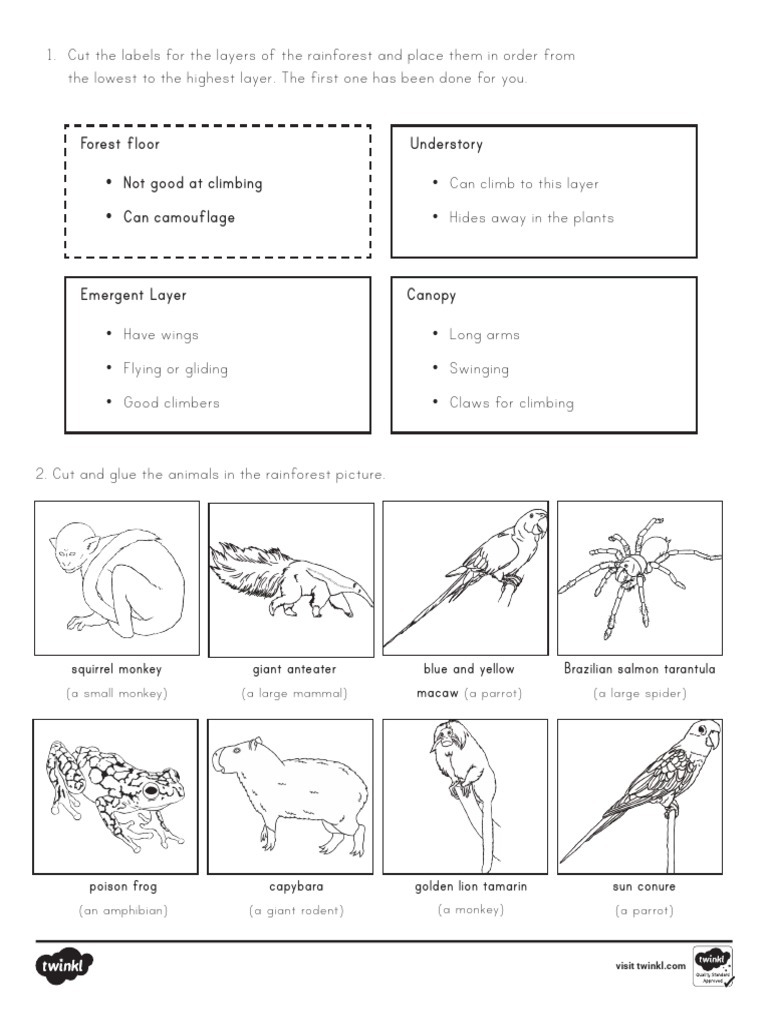 US-T-493-Animals-in-the-Amazon-Rainforest-Cut-and-Glue-Worksheets_ver_3 ...