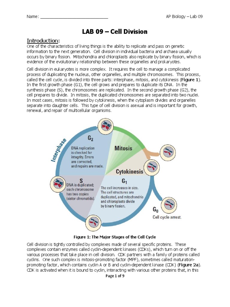 LAB 09 Cell Division | PDF | Cell Cycle | Mitosis