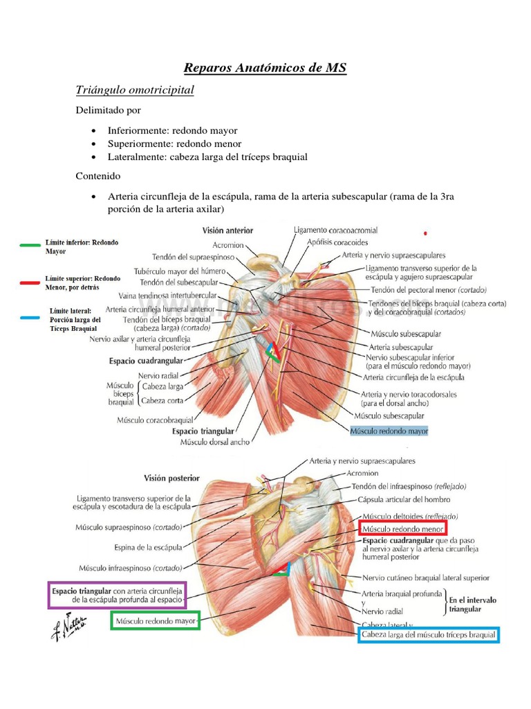 Reparos Anatómicos de Miembro Superior | PDF | Extremidades (anatomía ...