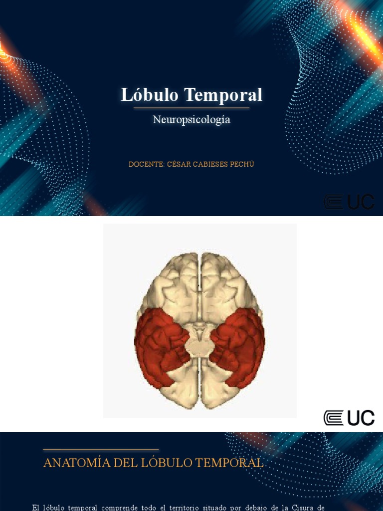 Anatomía y Patologías del Lóbulo Temporal | PDF | Lóbulo temporal | Afasia