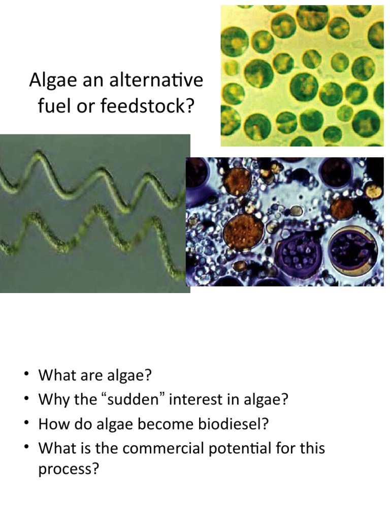 11 Algae | PDF | Algae Fuel | Biofuel