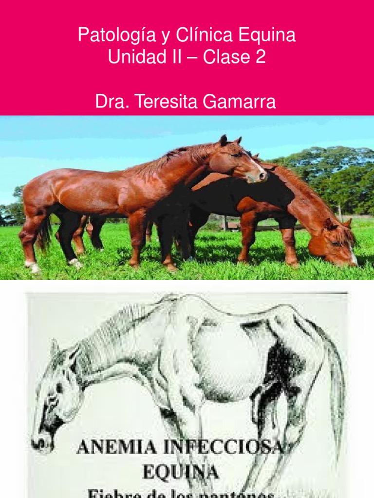 Anemia Infecciosa Equina | PDF | Virus | Infección