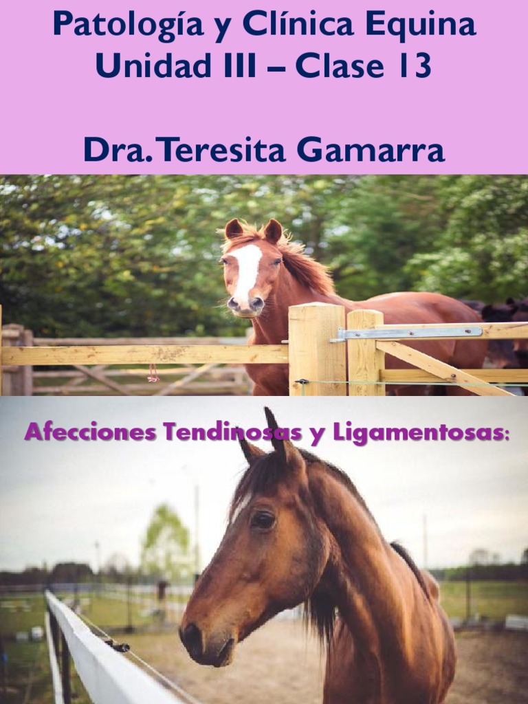 Clase Tendinitis y Desmitis | PDF | Tendón | Sistema musculoesquelético ...