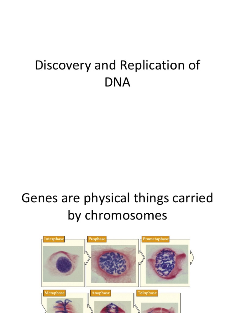 Lecture 5 - Turn - 2021 - Stripped | PDF | Dna Replication | Dna Lecture 5 - Turn - 2021 - Stripped | PDF | Dna Replication | Dna