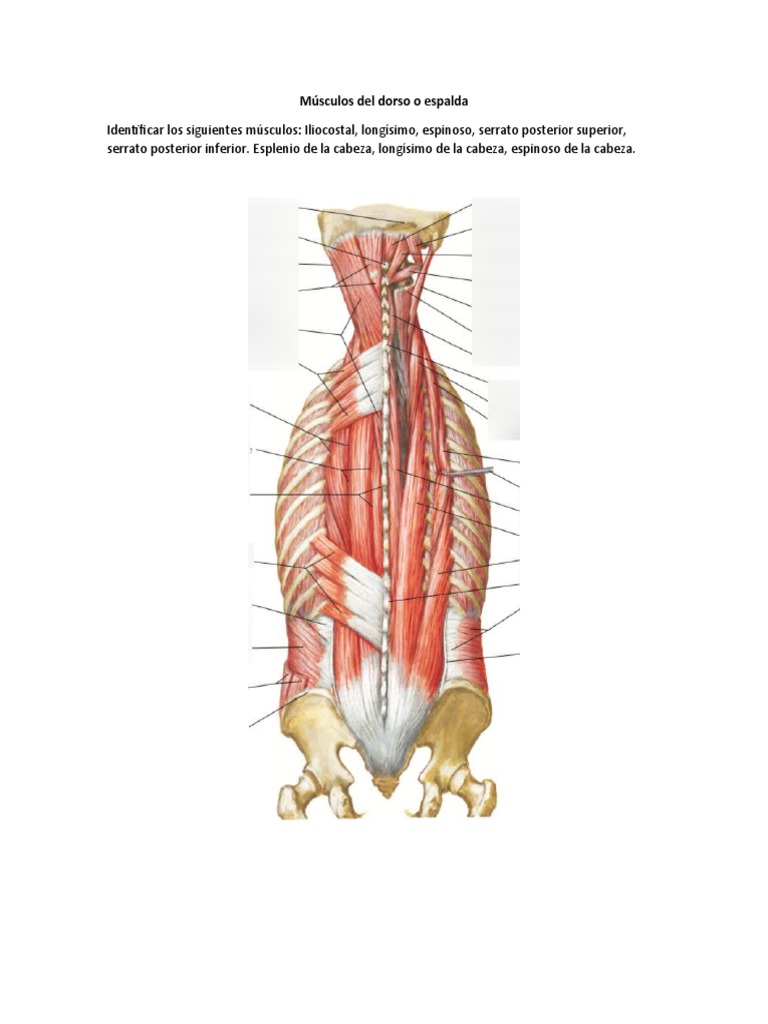 Músculos Del Dorso | PDF