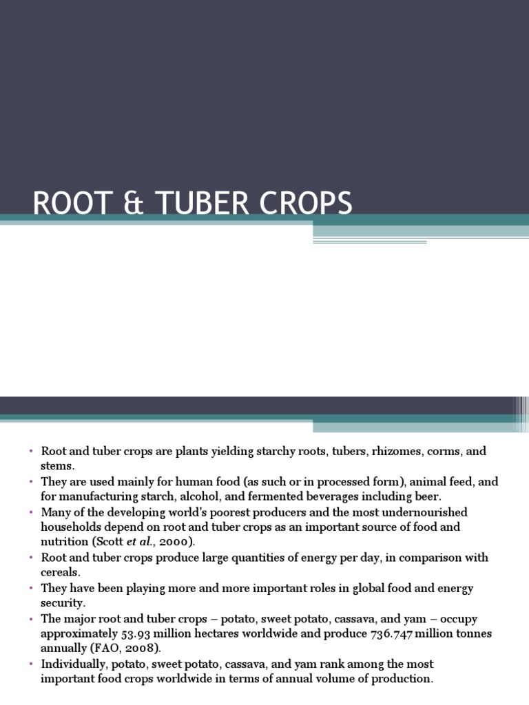 Overview of Root and Tuber Crops | PDF | Potato | Sweet Potato