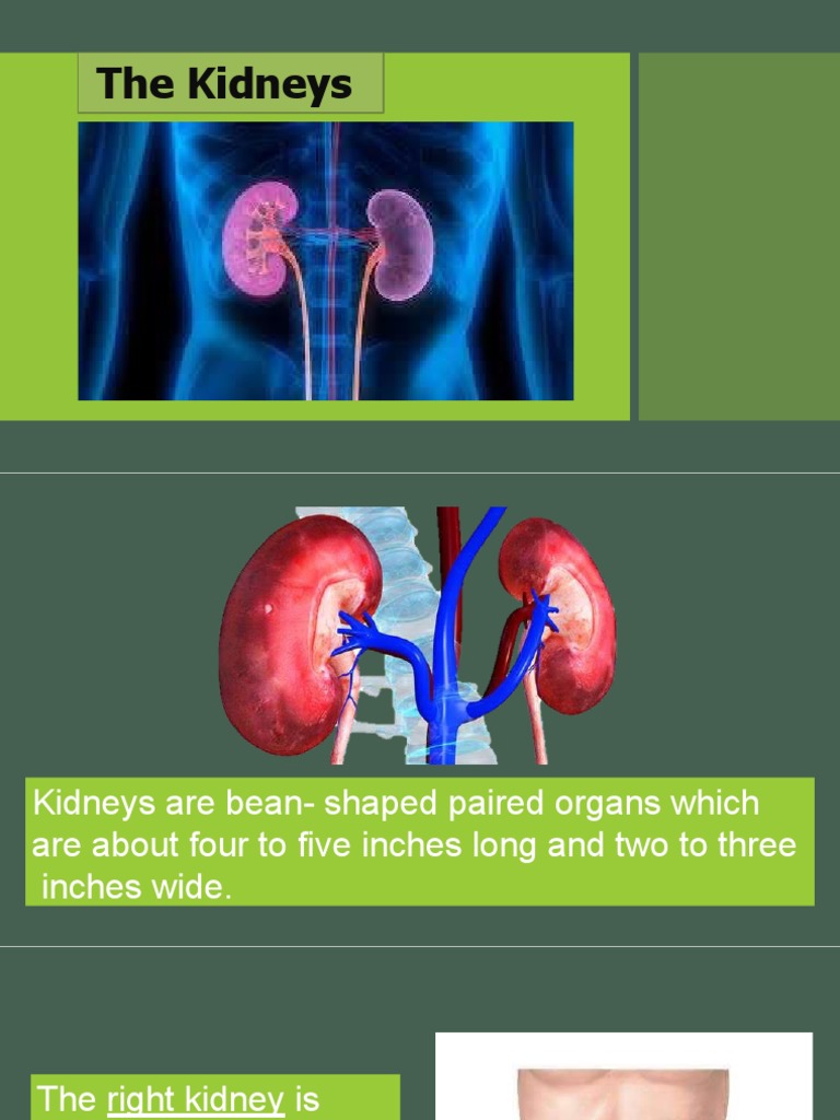 The Kidneys GRADE 4 | PDF